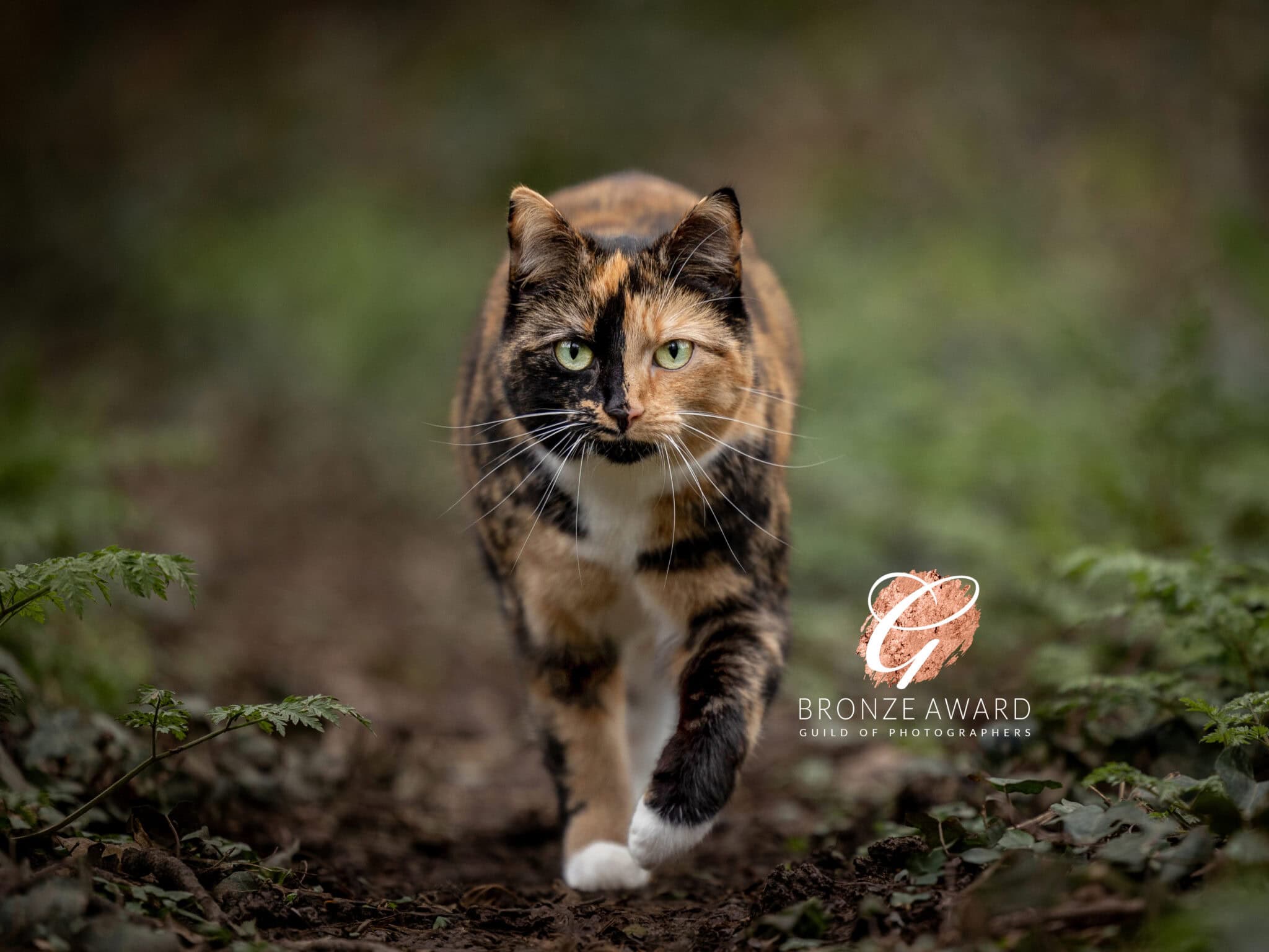 Julia Healey Photography - Yorkshire Wedding & Pet Photographer